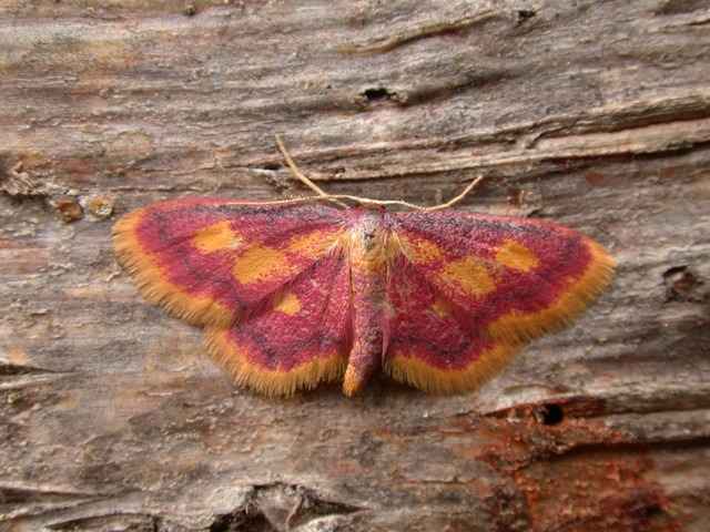 Moths in special habitats: southern heathlands - BirdGuides