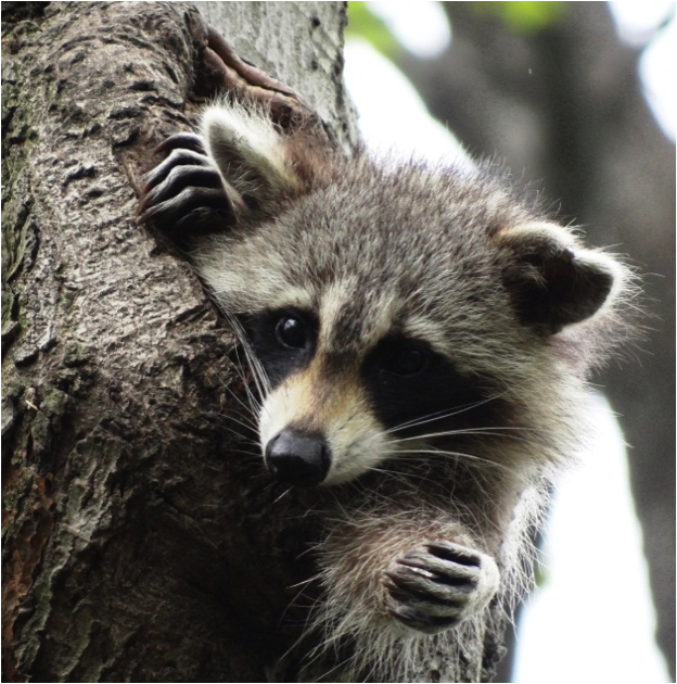 New York! New York! Revisited - BirdGuides