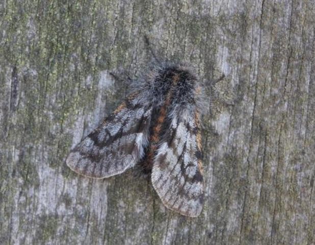 Moth News: Searching for the Conformist and other Scottish Highland ...