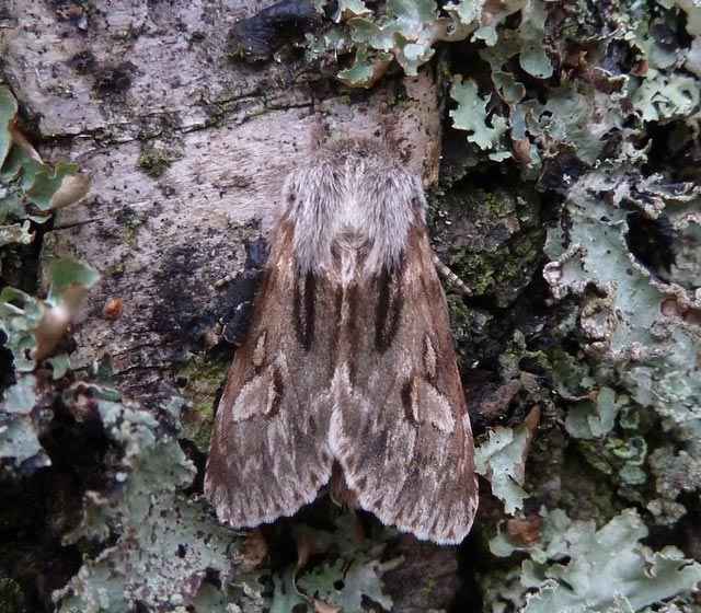 Moth News: Searching for the Conformist and other Scottish Highland ...