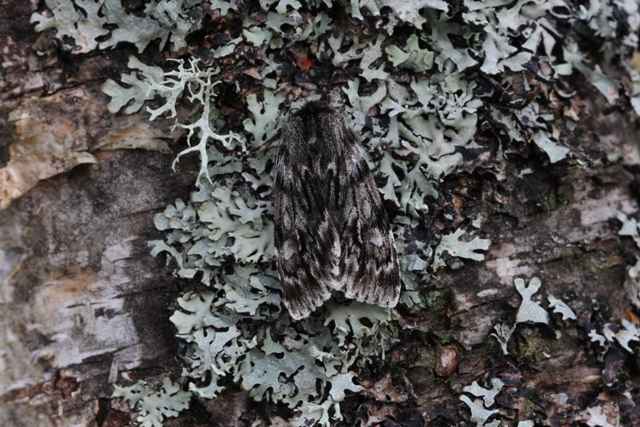 Moth News: Rannoch Sprawler survey 2010–11 - BirdGuides