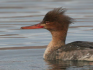 Focus On: Tricky Sawbills - BirdGuides