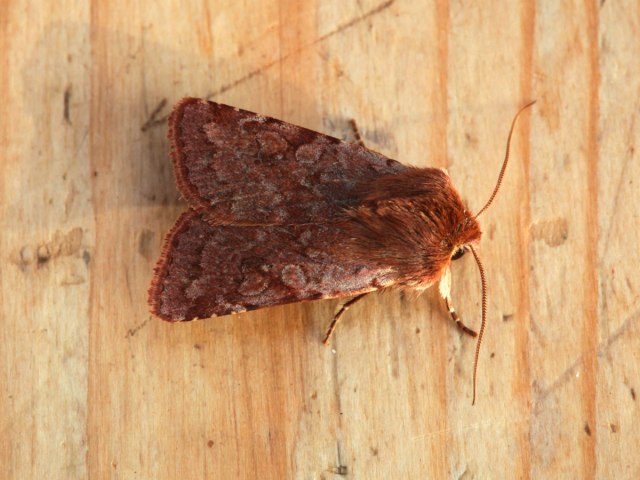 Moths of the season: March to early April - BirdGuides