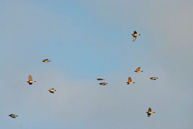 The Joys of Visible Migration! - BirdGuides