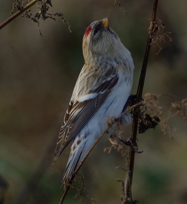 Focus On: The redpolls are coming - BirdGuides