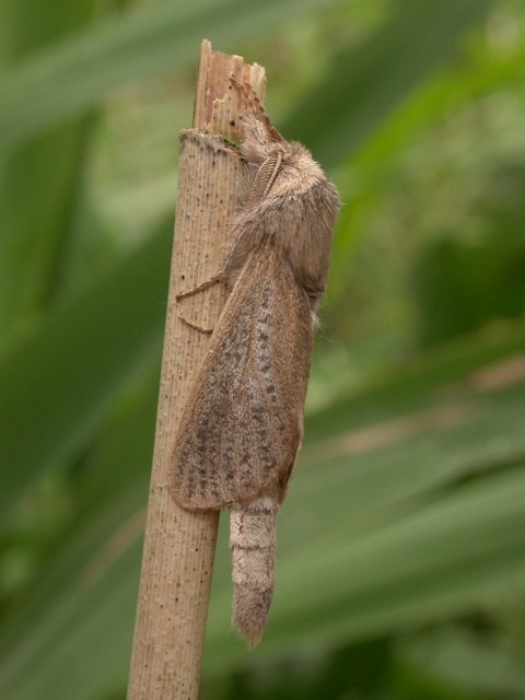 Moths in special habitats: freshwater wetlands - BirdGuides