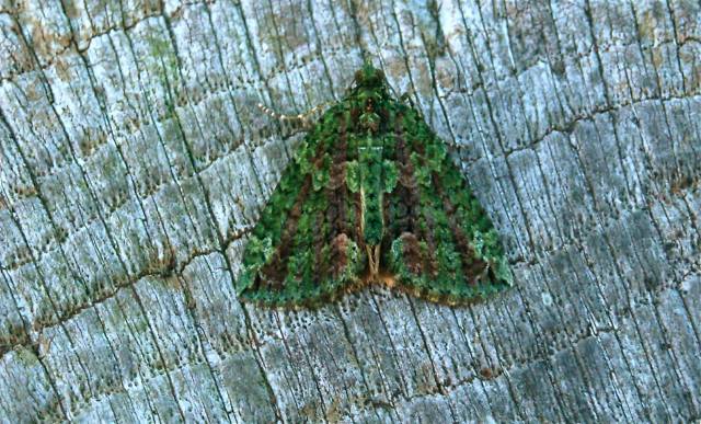Moths of the season: March to early April - BirdGuides