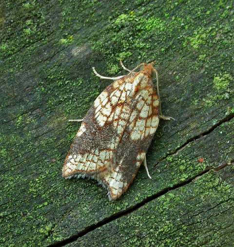 Moths of the season: Autumn - BirdGuides