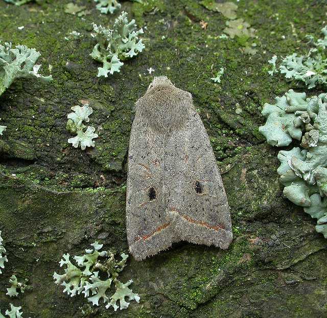 Moths of the season: Autumn - BirdGuides