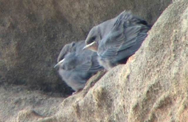 Filming in Yemen for BWPi: Part One - BirdGuides