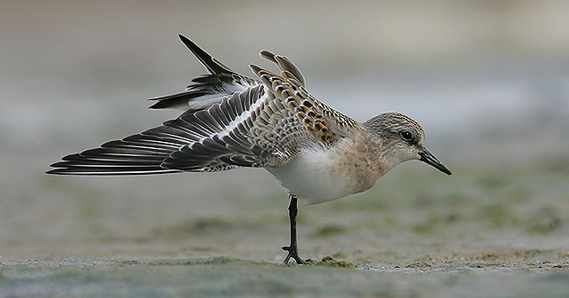 Focus On: Identifying juvenile Red-necked Stints - BirdGuides