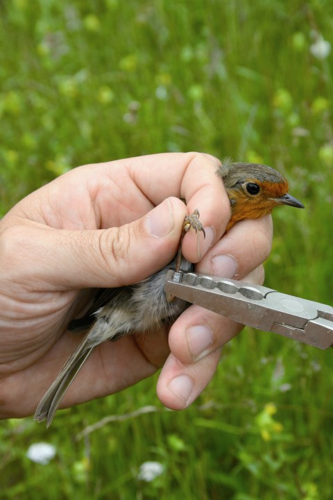 Bird Ringing in Britain and Ireland is 100! - BirdGuides