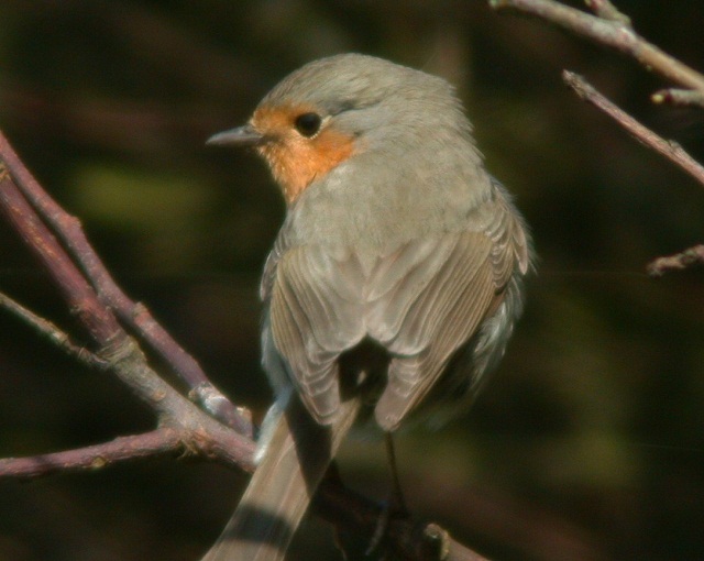 Focus On: Robins of the North - BirdGuides