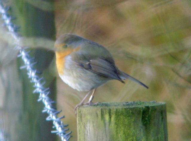 Focus On: Robins of the North - BirdGuides