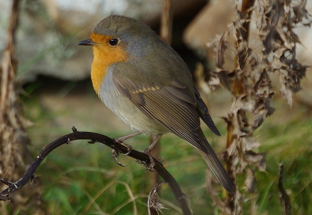 Focus On: Robins of the North - BirdGuides