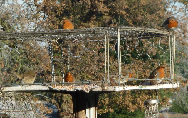 What do you call a group of Robins? - BirdGuides