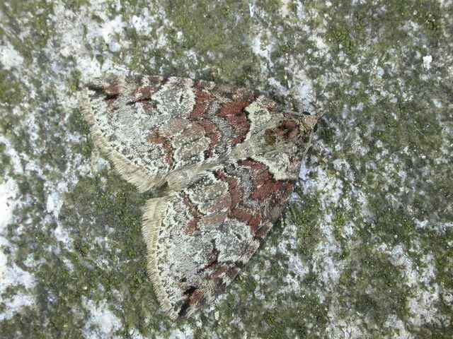 Moths in special habitats: Scottish Highland woodlands - BirdGuides