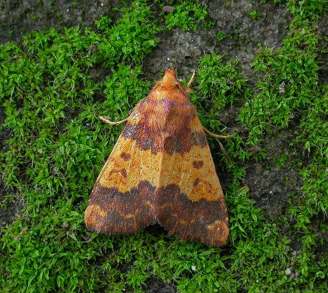 Moths of the season: Autumn - BirdGuides