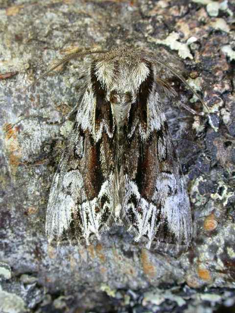 Moths in special habitats: Scottish Highland woodlands - BirdGuides
