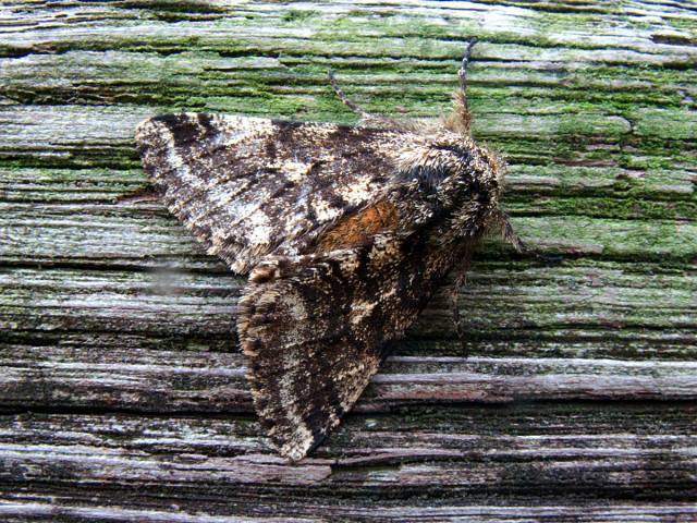 Moths of the season: March to early April - BirdGuides