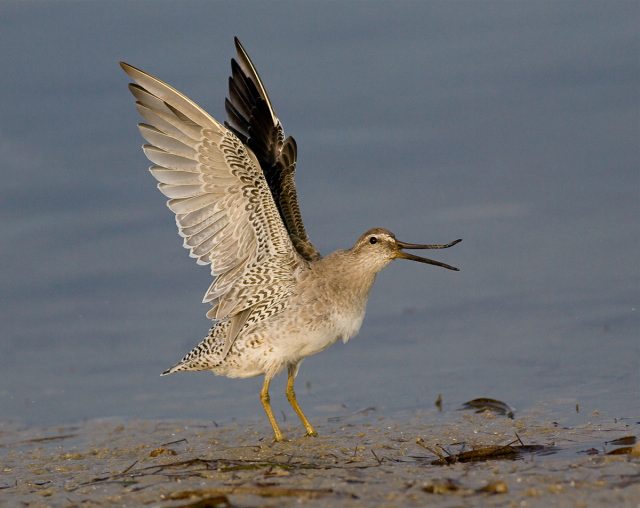 Florida photo-fest - BirdGuides