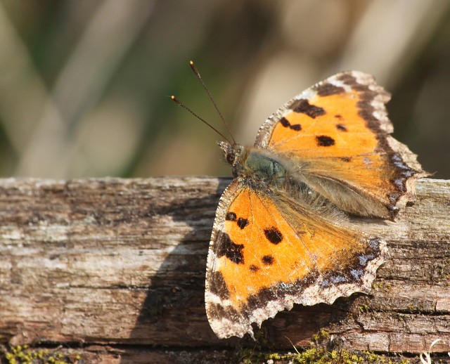 Rarity finders: Scarce Tortoiseshell in West Sussex - BirdGuides