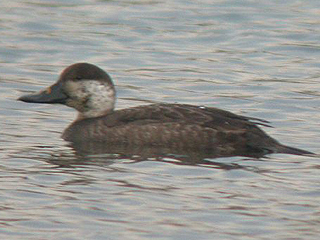 Focus On: Identifying Black Scoters in all Plumages - BirdGuides