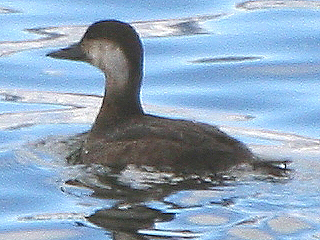 Focus On: Identifying Black Scoters in all Plumages - BirdGuides