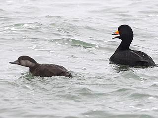 Focus On: Identifying Black Scoters in all Plumages - BirdGuides