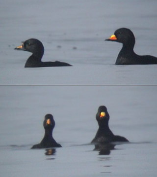 Common Scoter