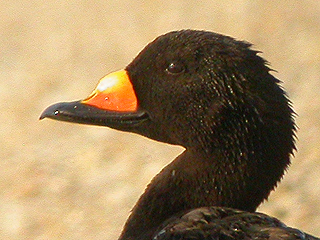 Focus On: Identifying Black Scoters in all Plumages - BirdGuides