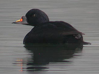 Focus On: Identifying Black Scoters in all Plumages - BirdGuides