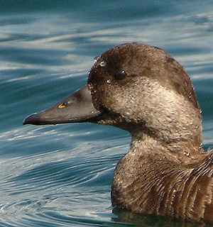 Focus On: Identifying Black Scoters in all Plumages - BirdGuides