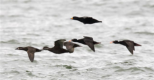 Focus On: Identifying Black Scoters in all Plumages - BirdGuides