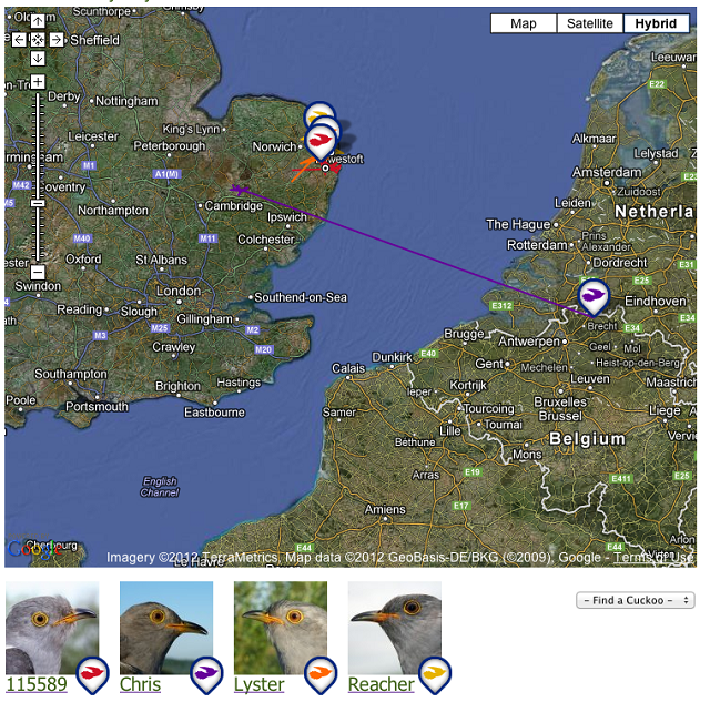 Cuckoo class of 2012 - BirdGuides