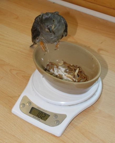 Lyster crosses the Sahara - BirdGuides