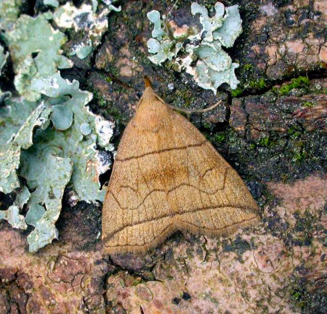 Moths of the season: late May to later June - BirdGuides