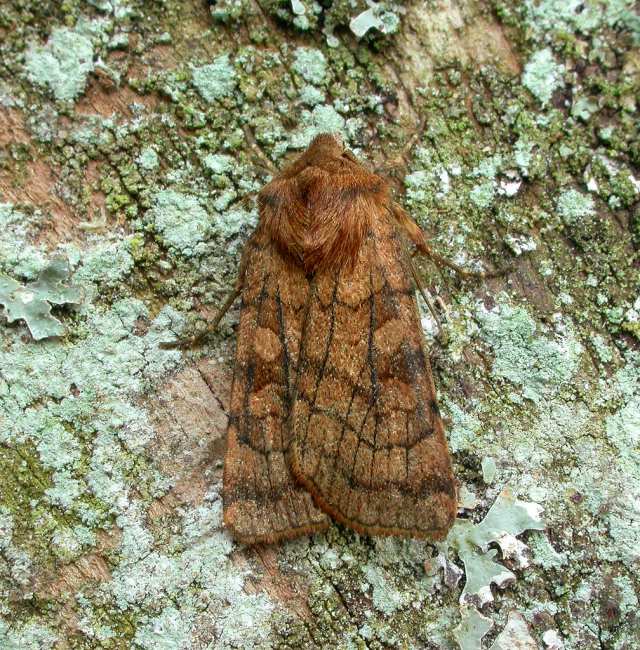 Moths of the season: Late Summer - BirdGuides