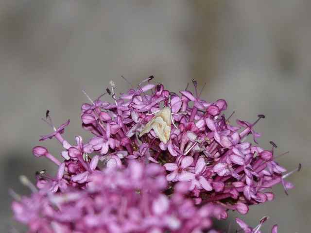 Moth News: Small Marbleds roll in with a major migrant influx - BirdGuides