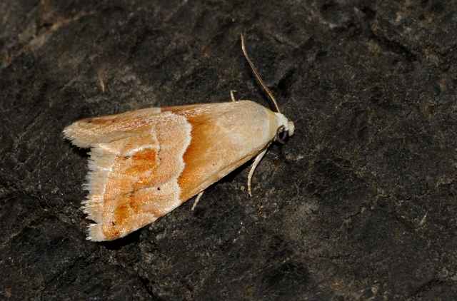 Moth News: Small Marbleds roll in with a major migrant influx - BirdGuides