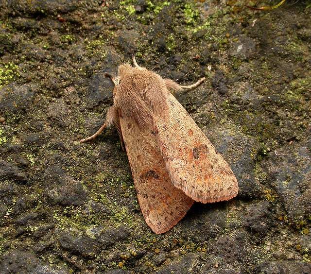 Moth News: Moth Review - March 2011 - BirdGuides