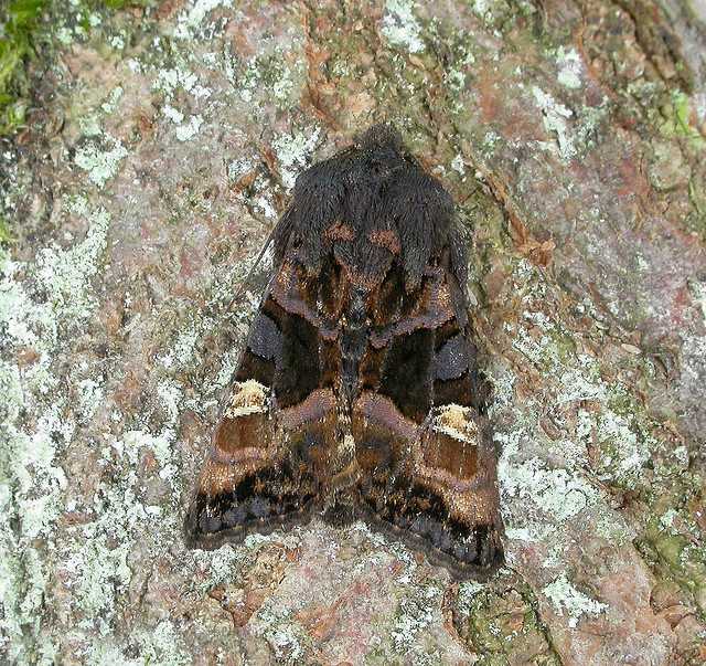 Moths of the season: July - BirdGuides