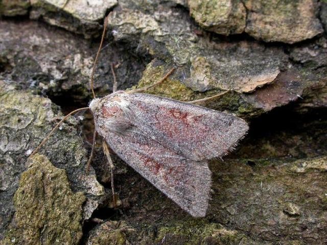 Moths in special habitats: southern heathlands - BirdGuides