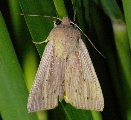 Moth News: Wainscots up close and personal - BirdGuides