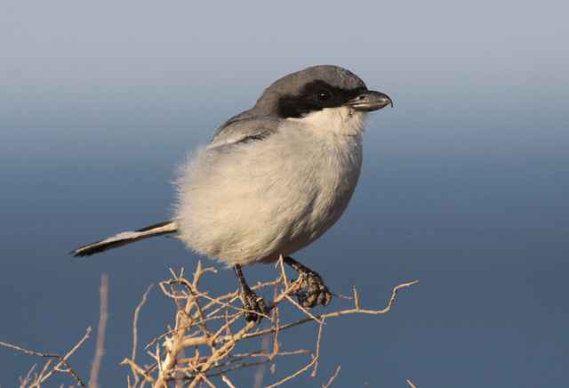 Early spring on Lanzarote - BirdGuides