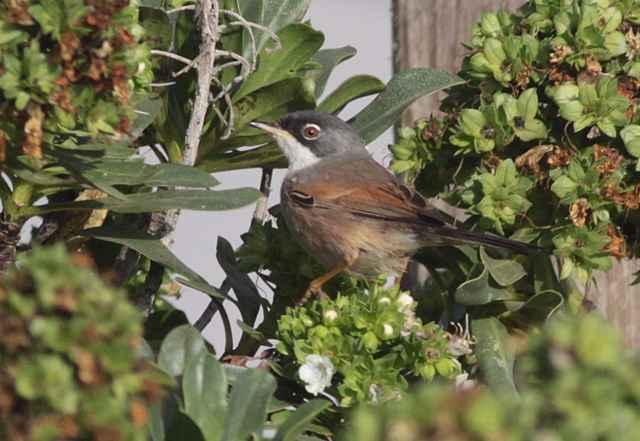 Early spring on Lanzarote - BirdGuides