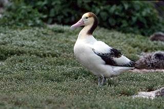 Birding Midway Atoll - BirdGuides