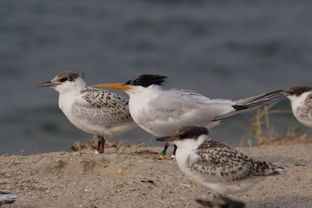 Occurrence of multiple Elegant Terns confirmed in Western Europe ...