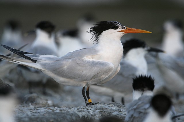 Occurrence of multiple Elegant Terns confirmed in Western Europe ...
