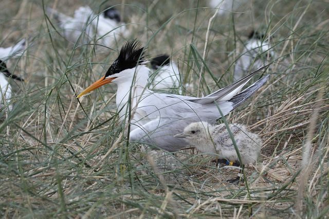 Occurrence of multiple Elegant Terns confirmed in Western Europe ...
